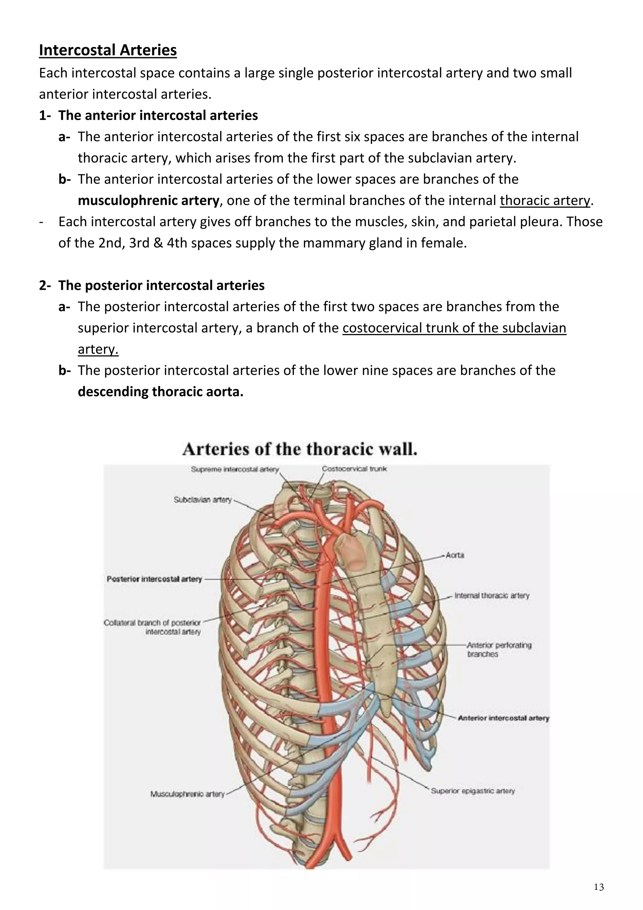 Anatomy thorax | PDF