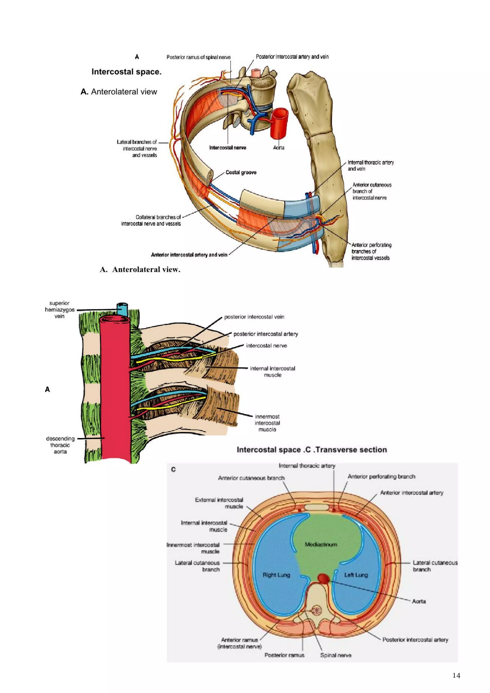 Anatomy thorax | PDF
