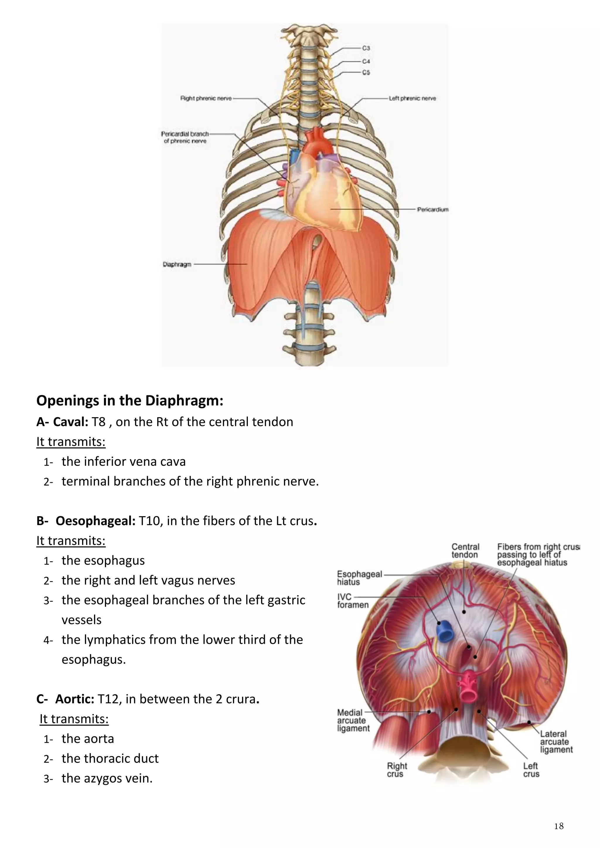 Anatomy thorax | PDF