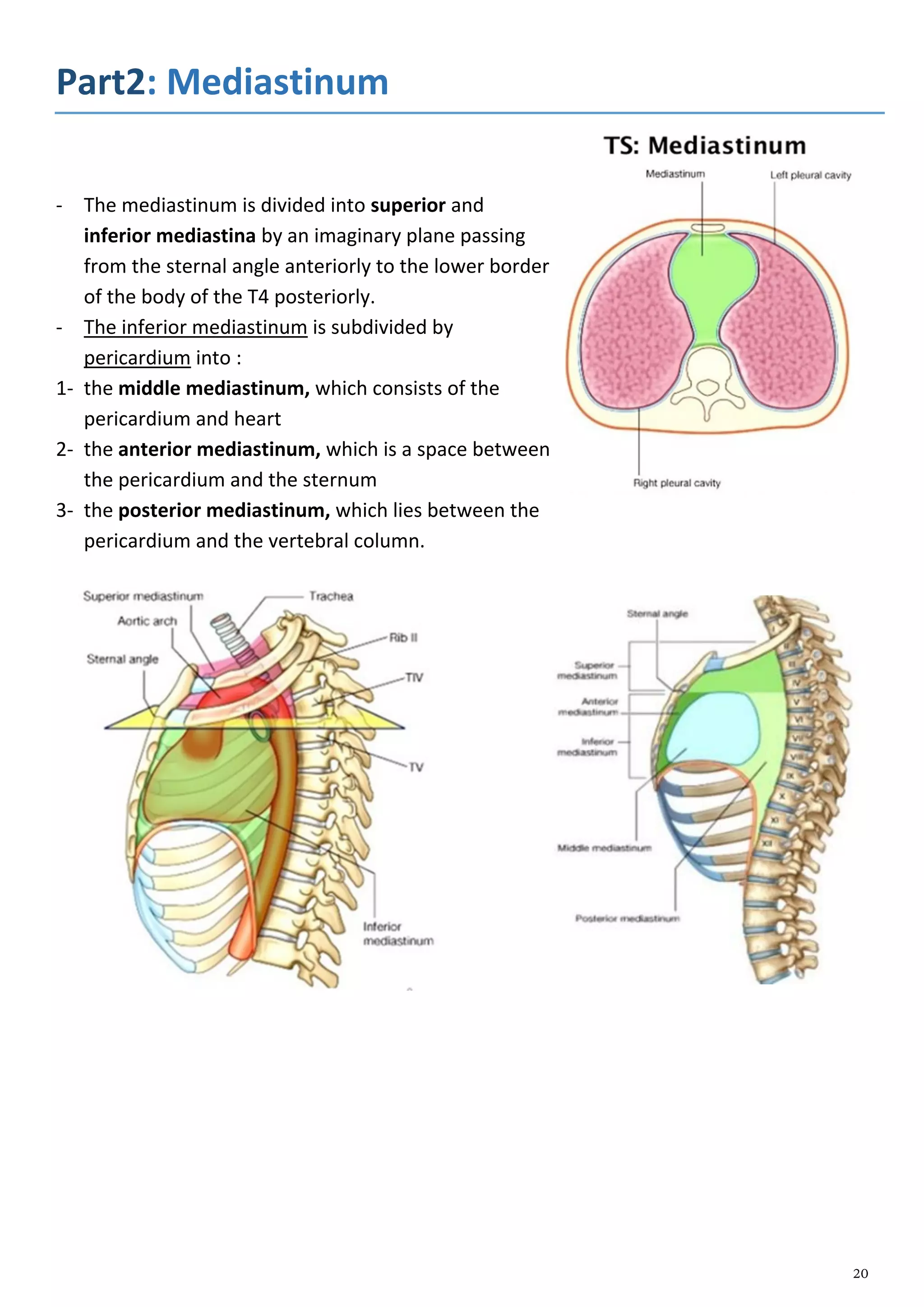 Anatomy thorax | PDF