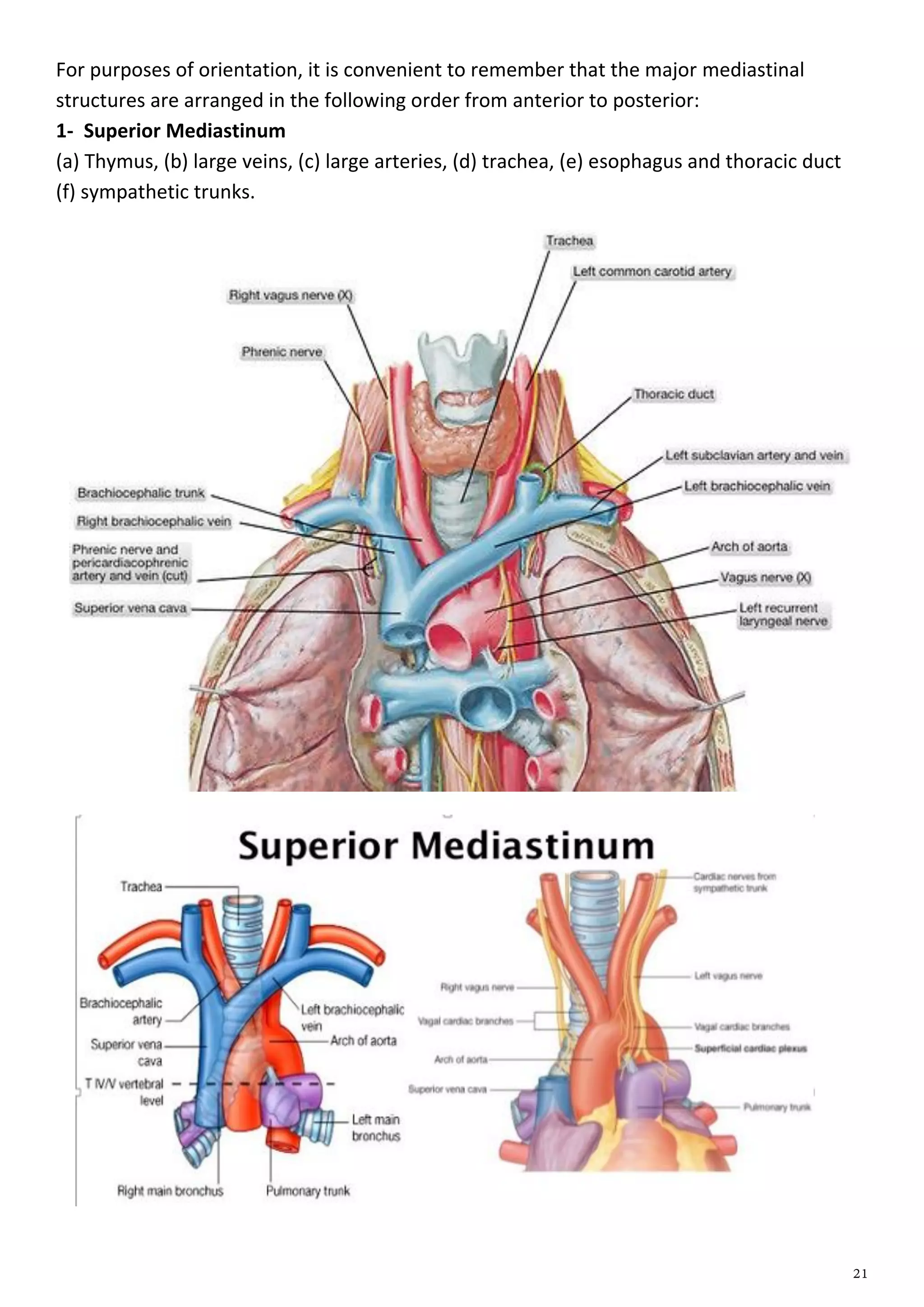 Anatomy thorax | PDF