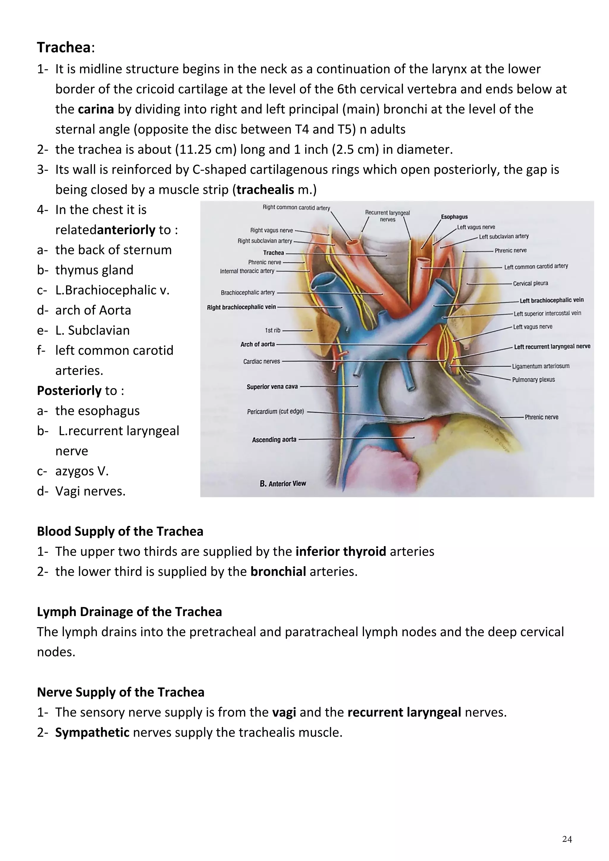 Anatomy thorax | PDF