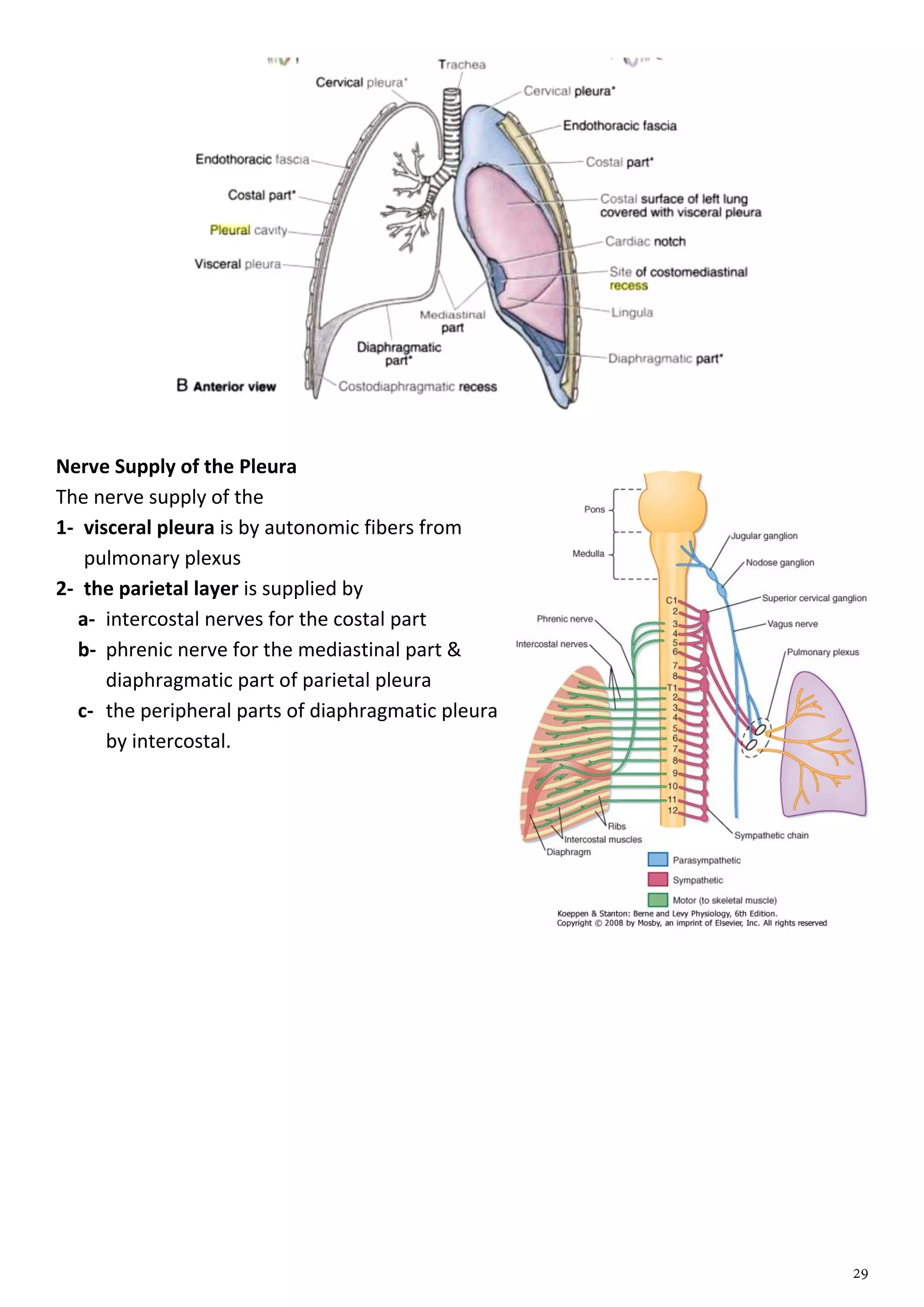 Anatomy thorax | PDF