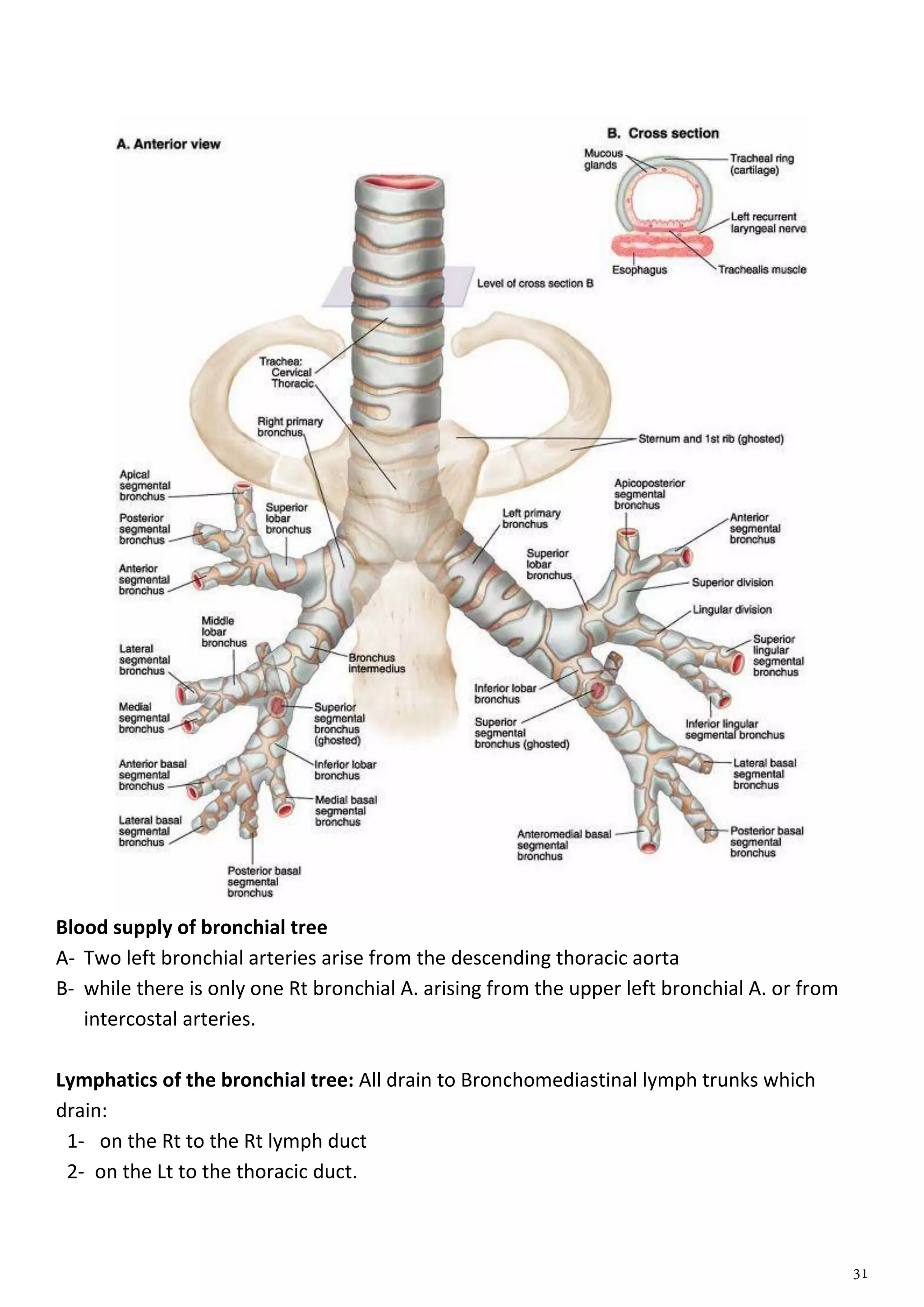 Anatomy thorax | PDF