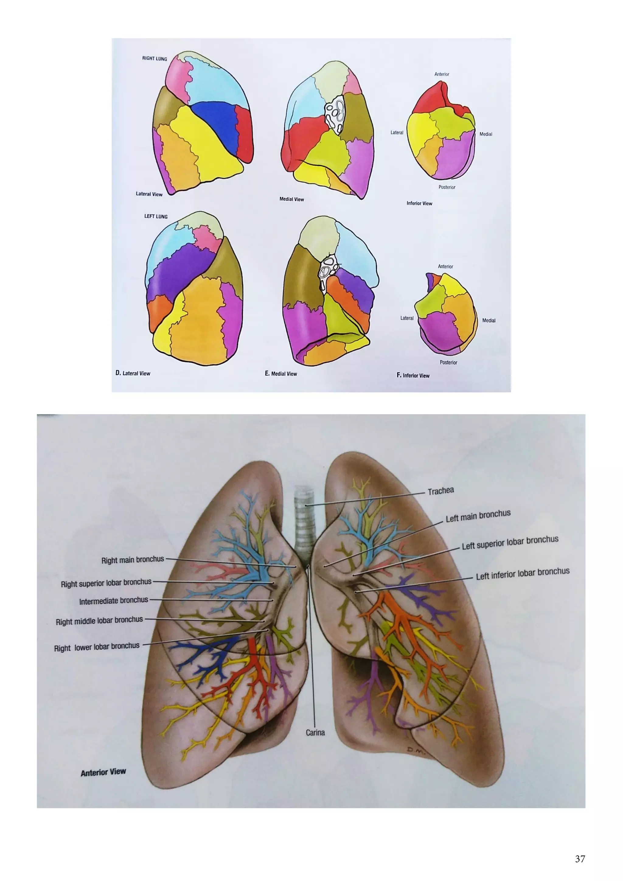 Anatomy thorax | PDF