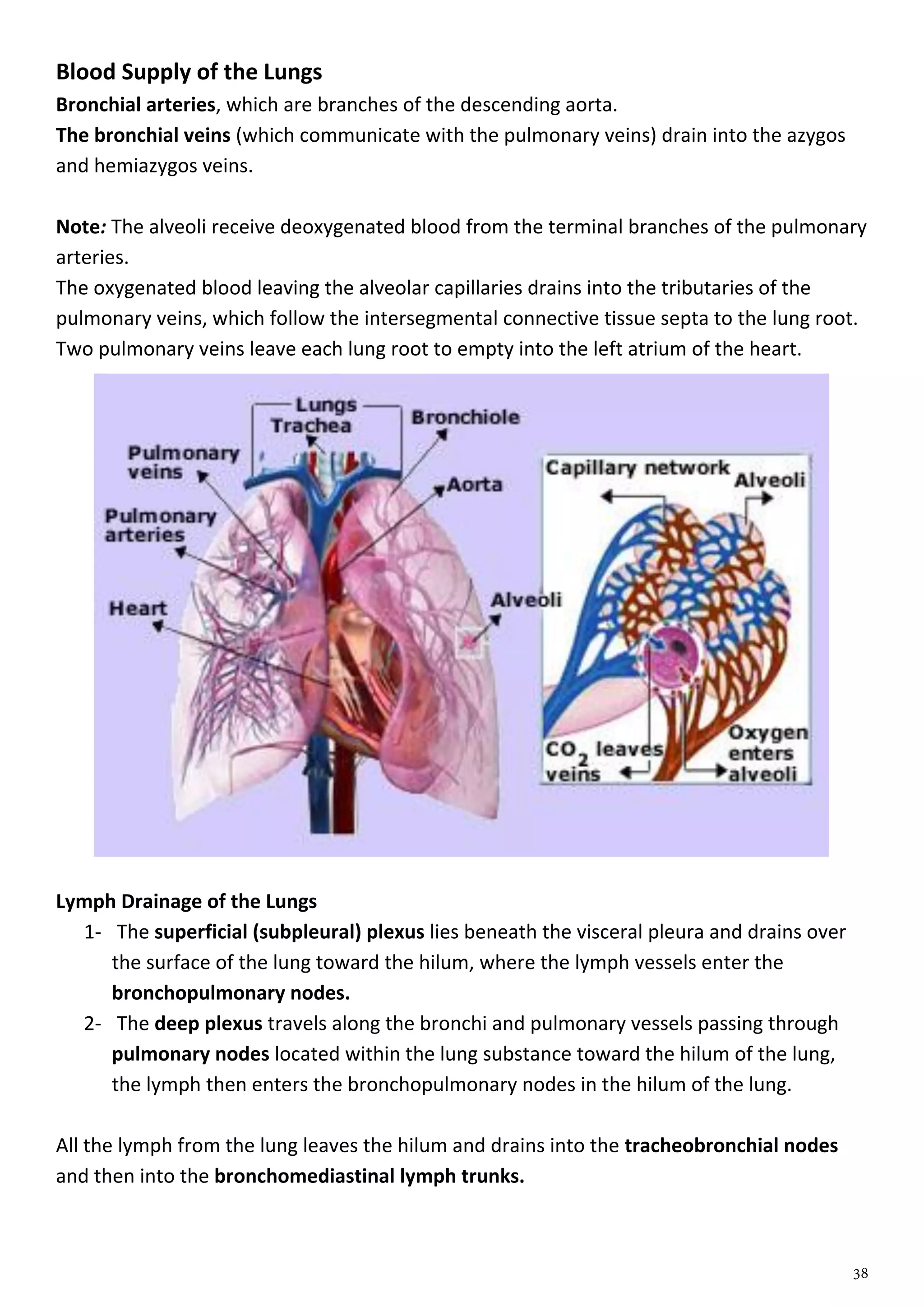 Anatomy thorax | PDF