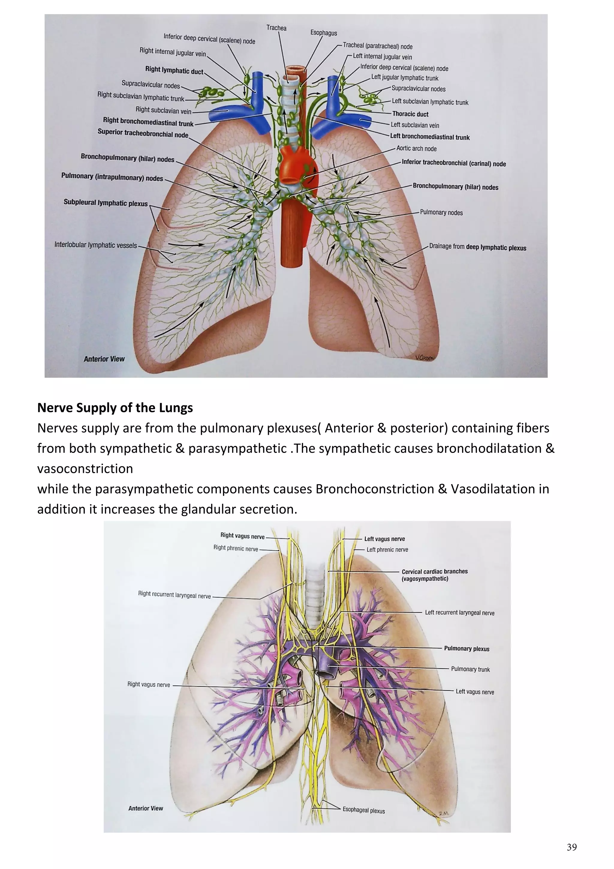 Anatomy thorax | PDF