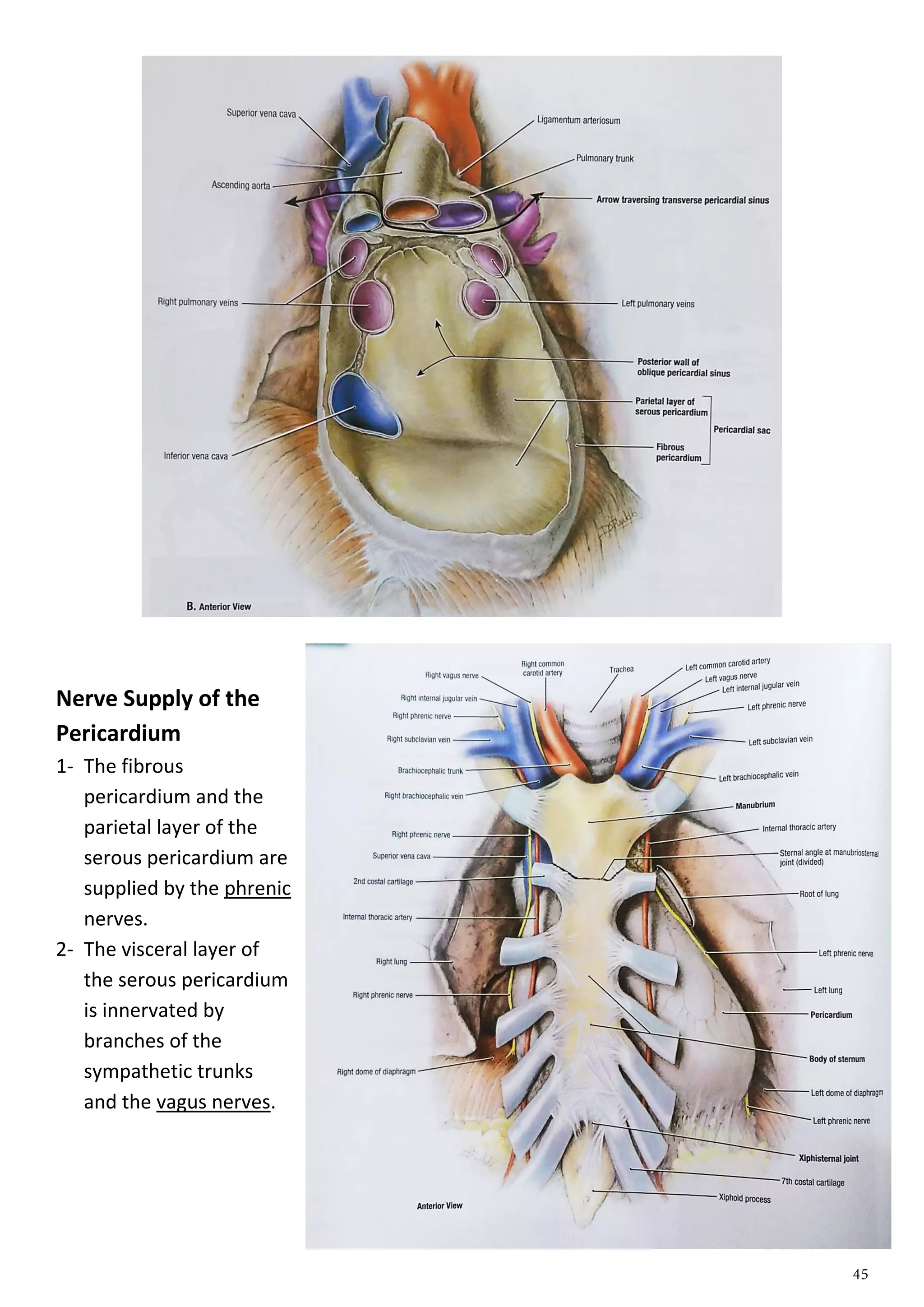 Anatomy thorax | PDF