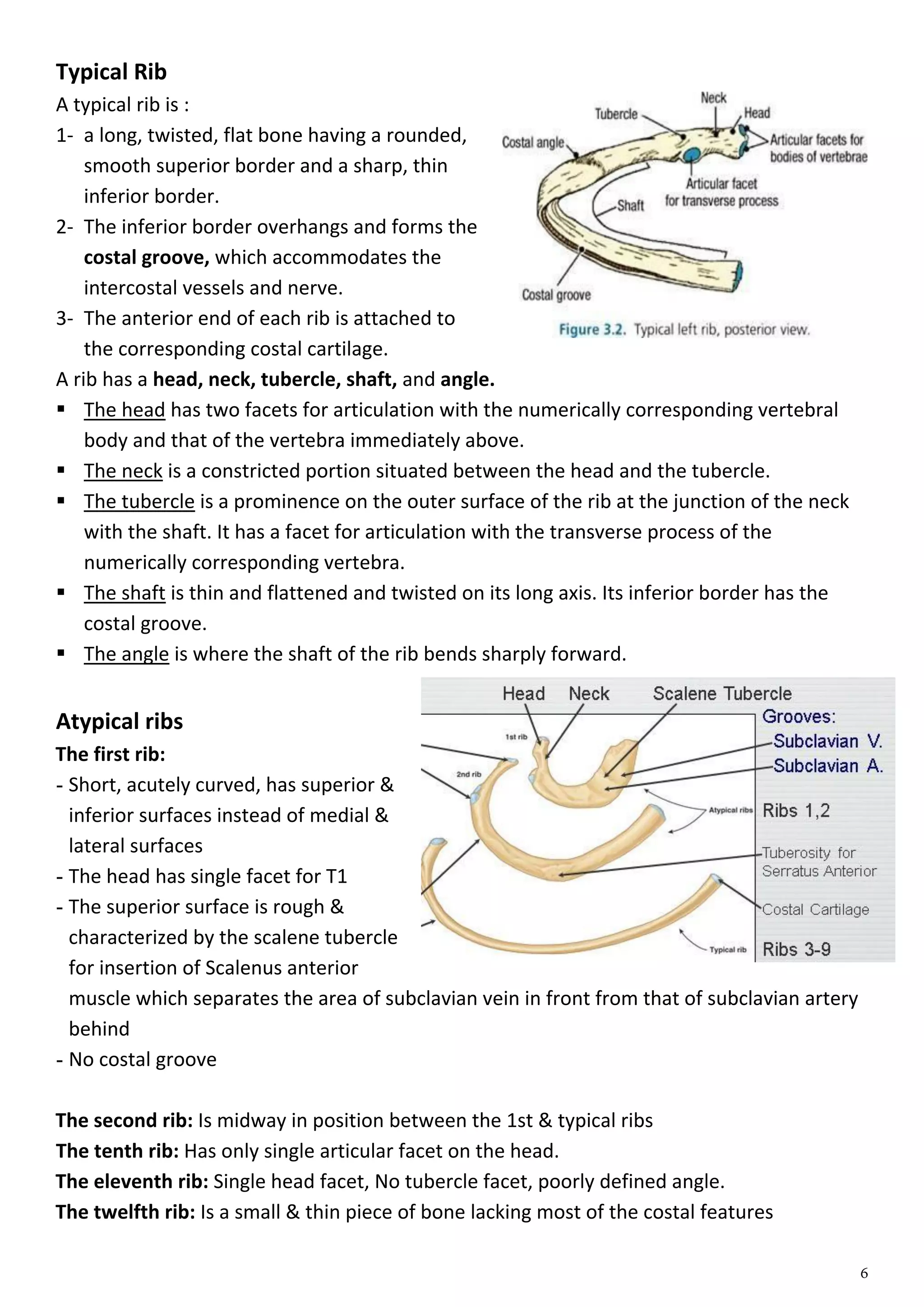 Anatomy thorax | PDF