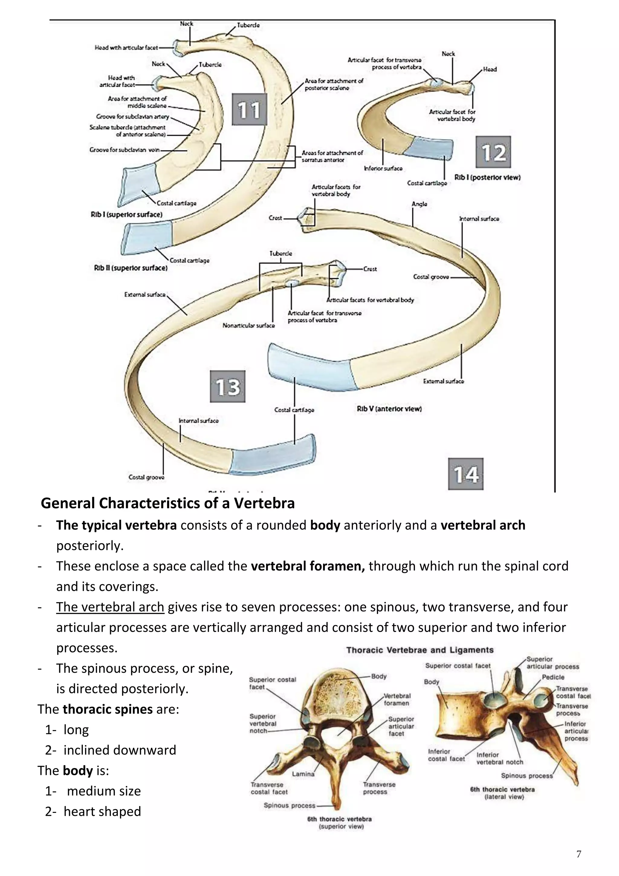 Anatomy thorax | PDF