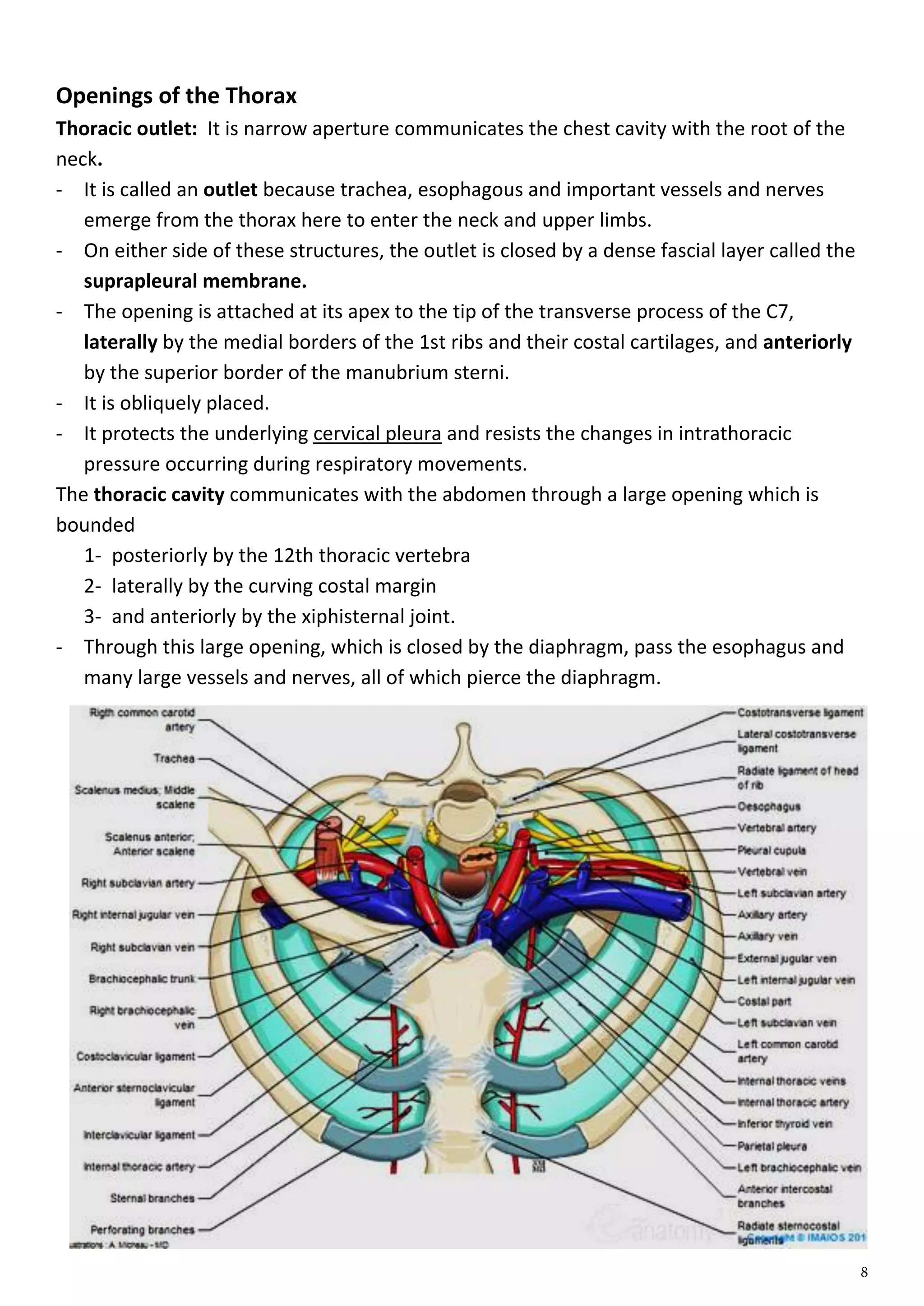 Anatomy thorax | PDF