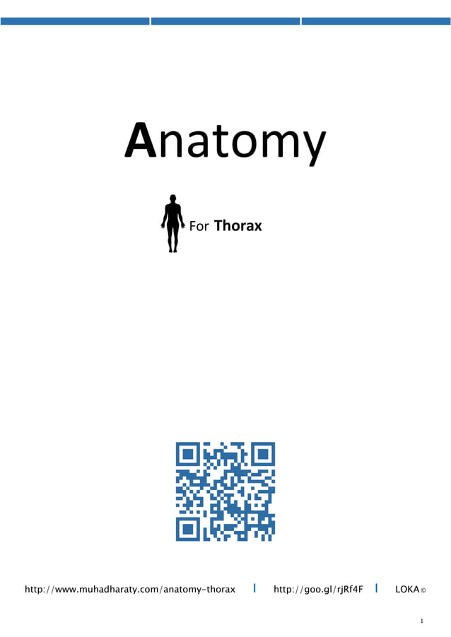 Anatomy thorax | PDF