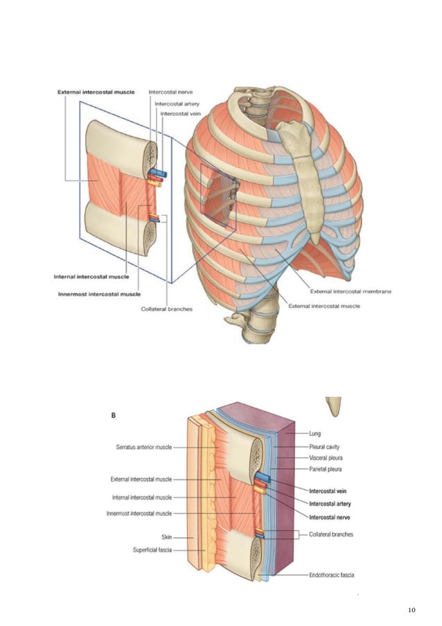 Anatomy thorax | PDF