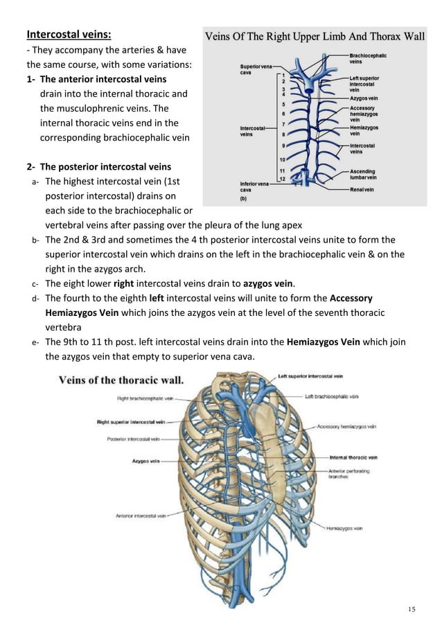 Anatomy thorax | PDF