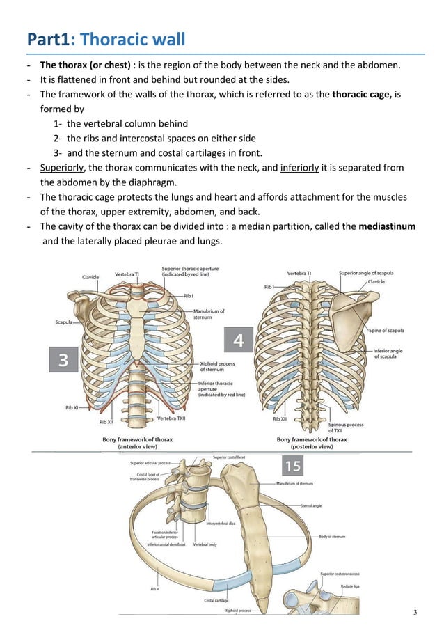 Anatomy thorax | PDF