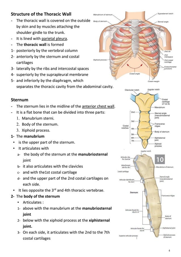 Anatomy thorax | PDF