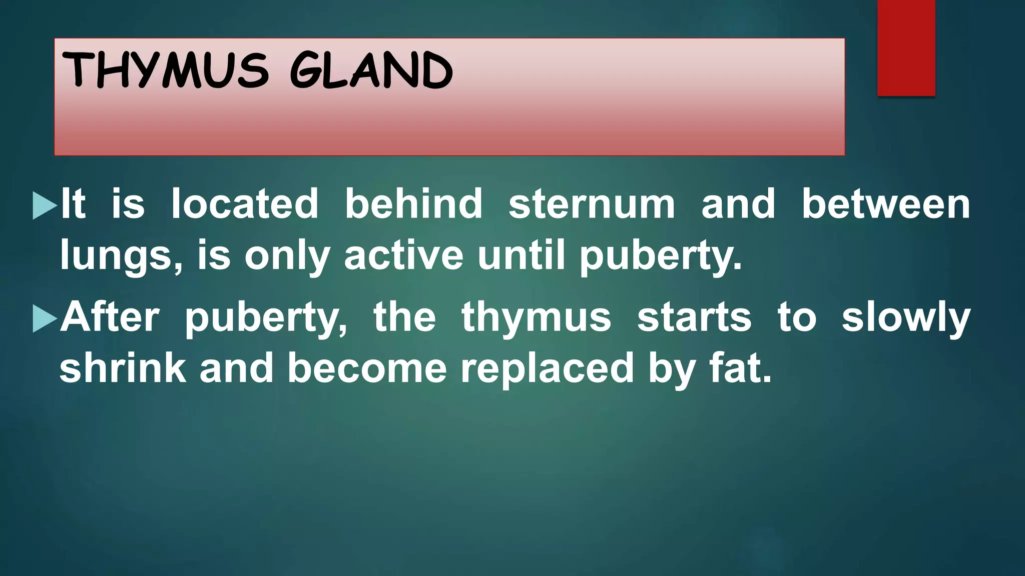 Anatomy -Thymus gland | PPTX