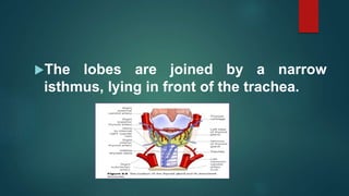 Anatomy -Thyroid gland | PPTX