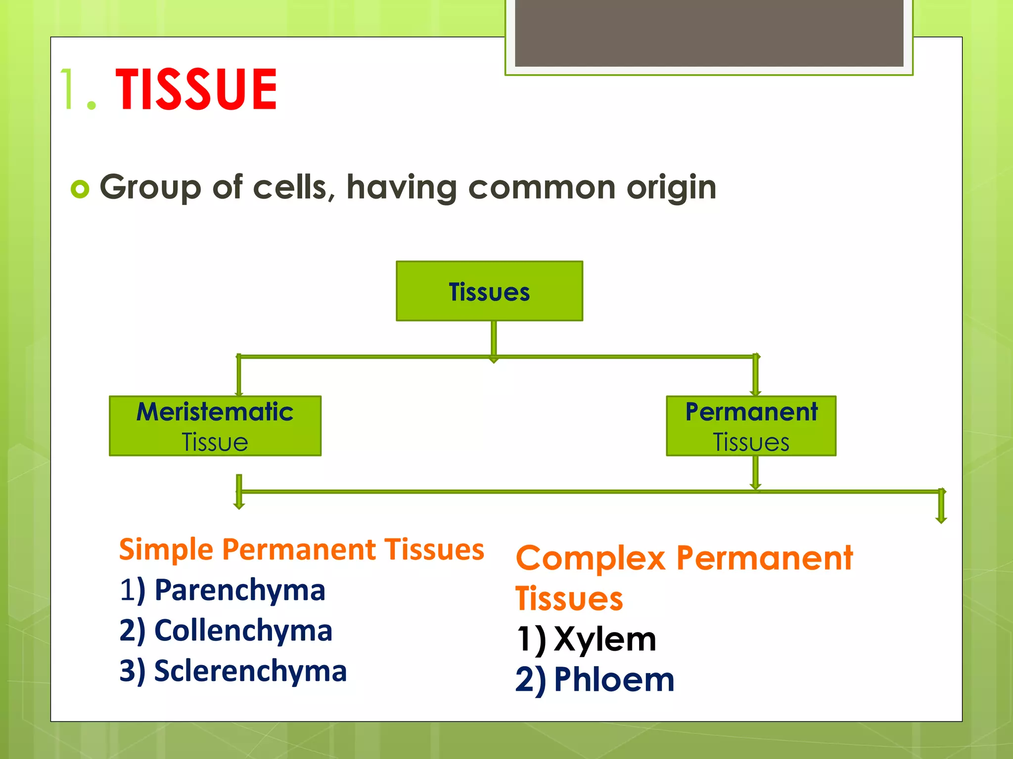 Plant Anatomy types tissue | PDF