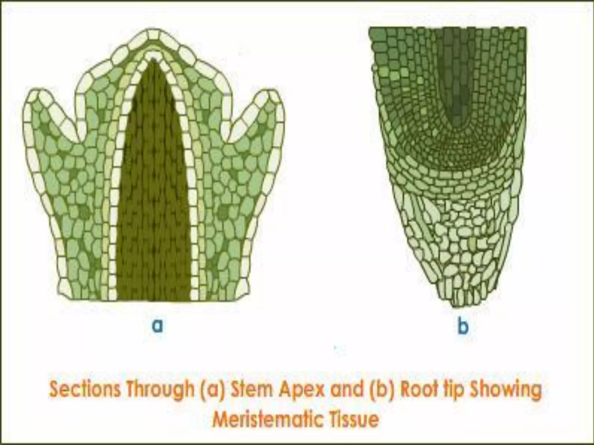 Plant Anatomy types tissue | PDF