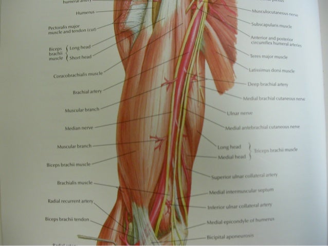 Anatomy ulnar-nerve