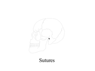 Anatomy Unit 7 Anatomy Of The Skeletal System | PPT