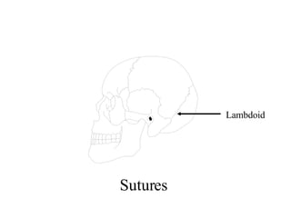 Anatomy Unit 7 Anatomy Of The Skeletal System | PPT