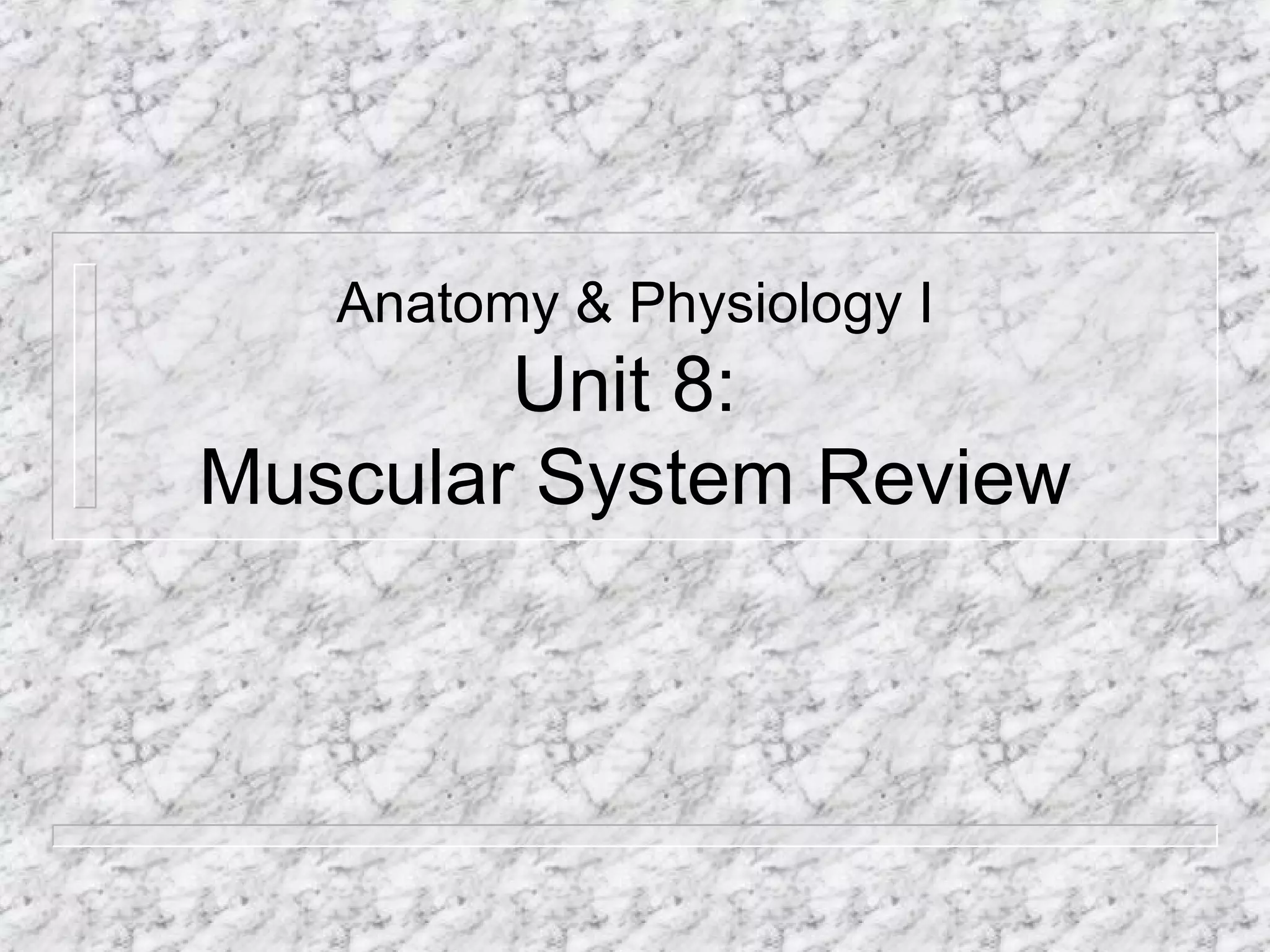 Muscular System Overview | PPT