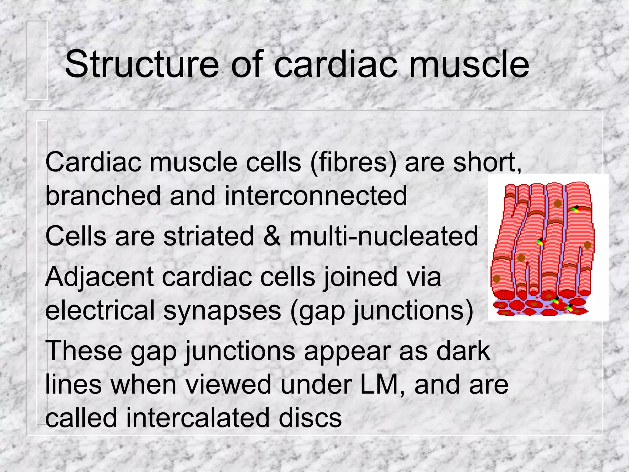 Muscular System Overview | PPT