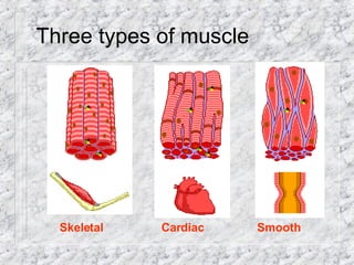 Muscular System Overview | PPT