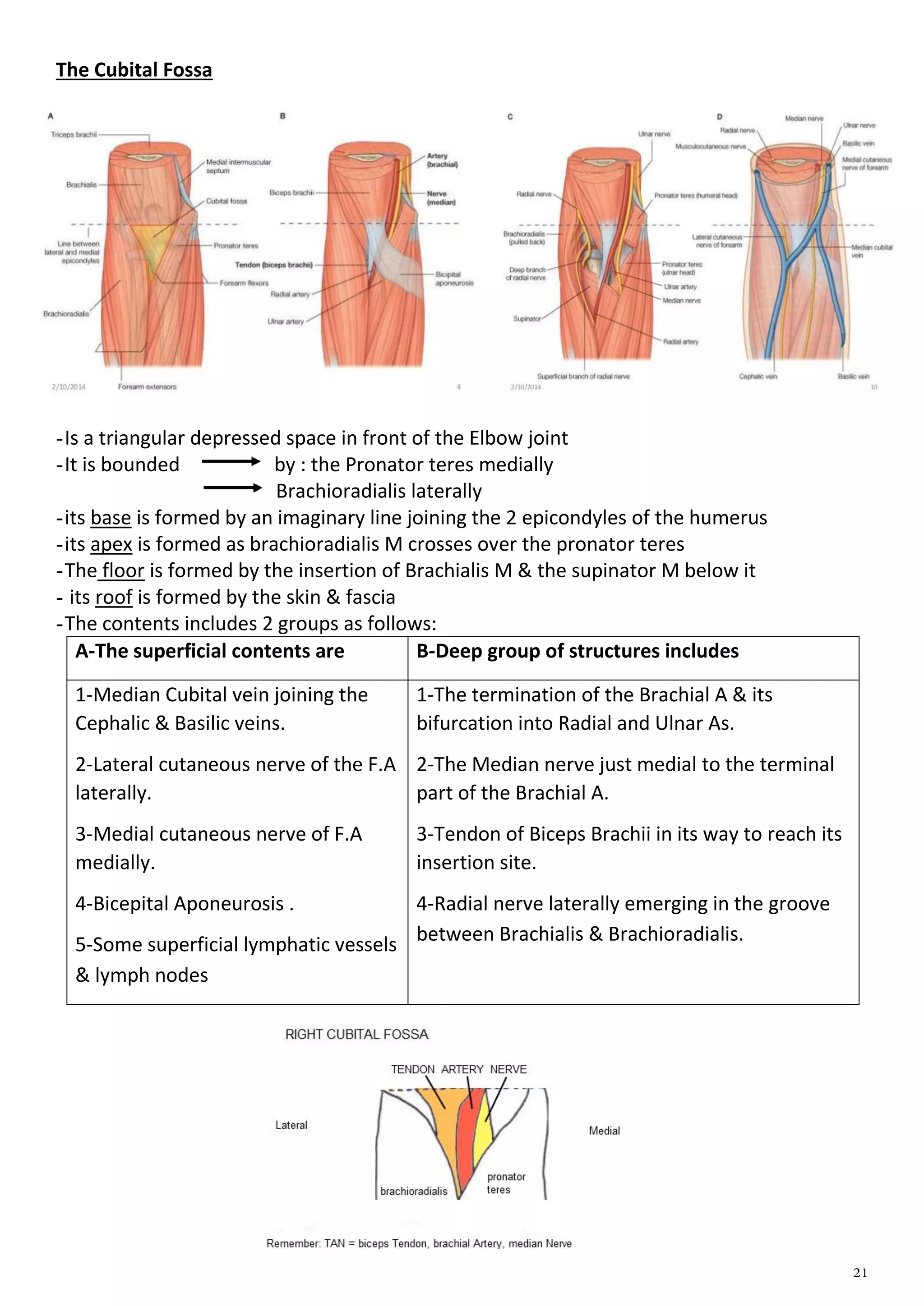 Anatomy upper | PDF