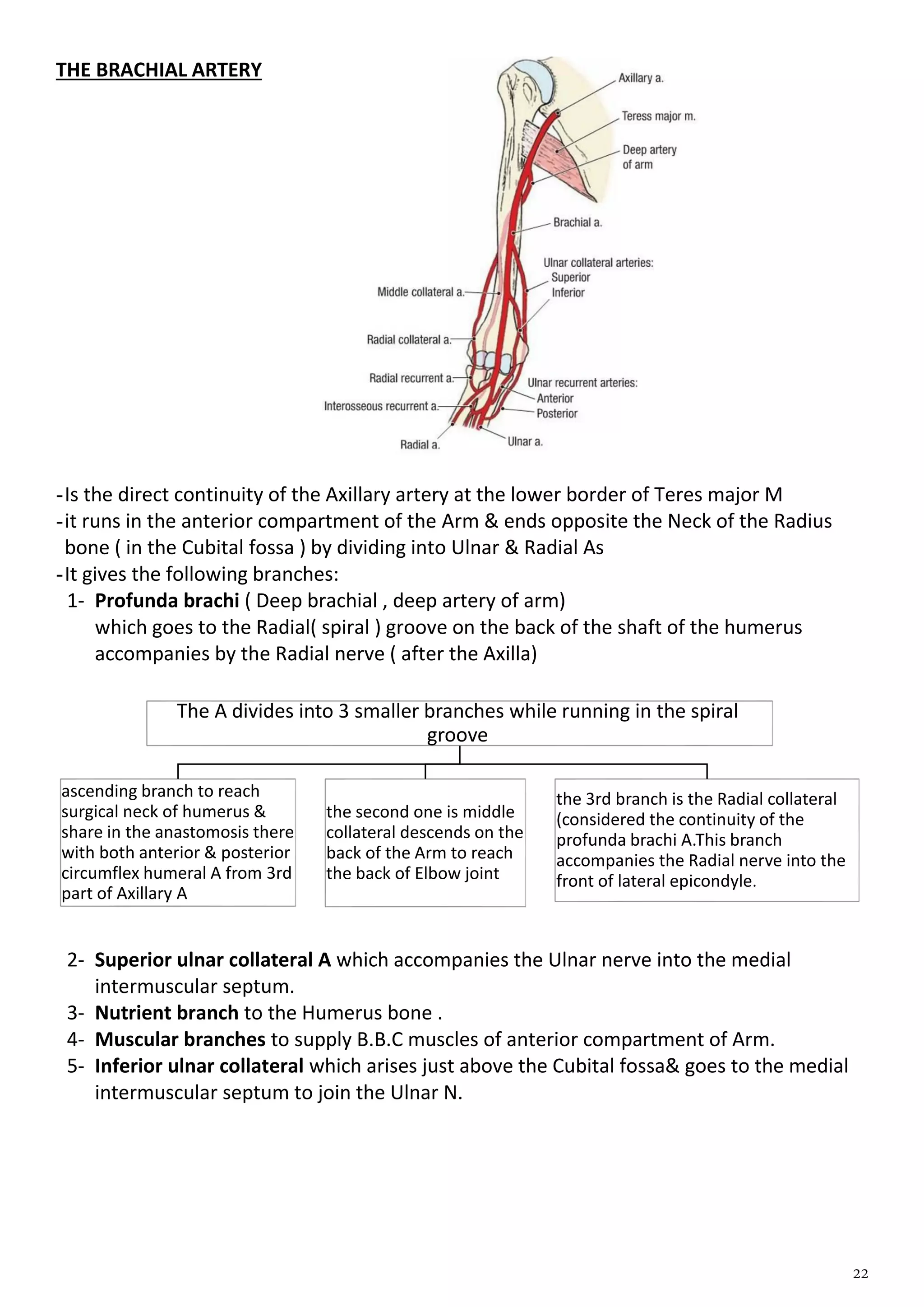 Anatomy upper | PDF