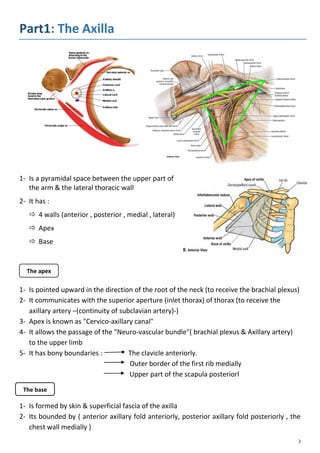 Anatomy upper | PDF | Death, Injury, or Military Conflict | Sensitive ...