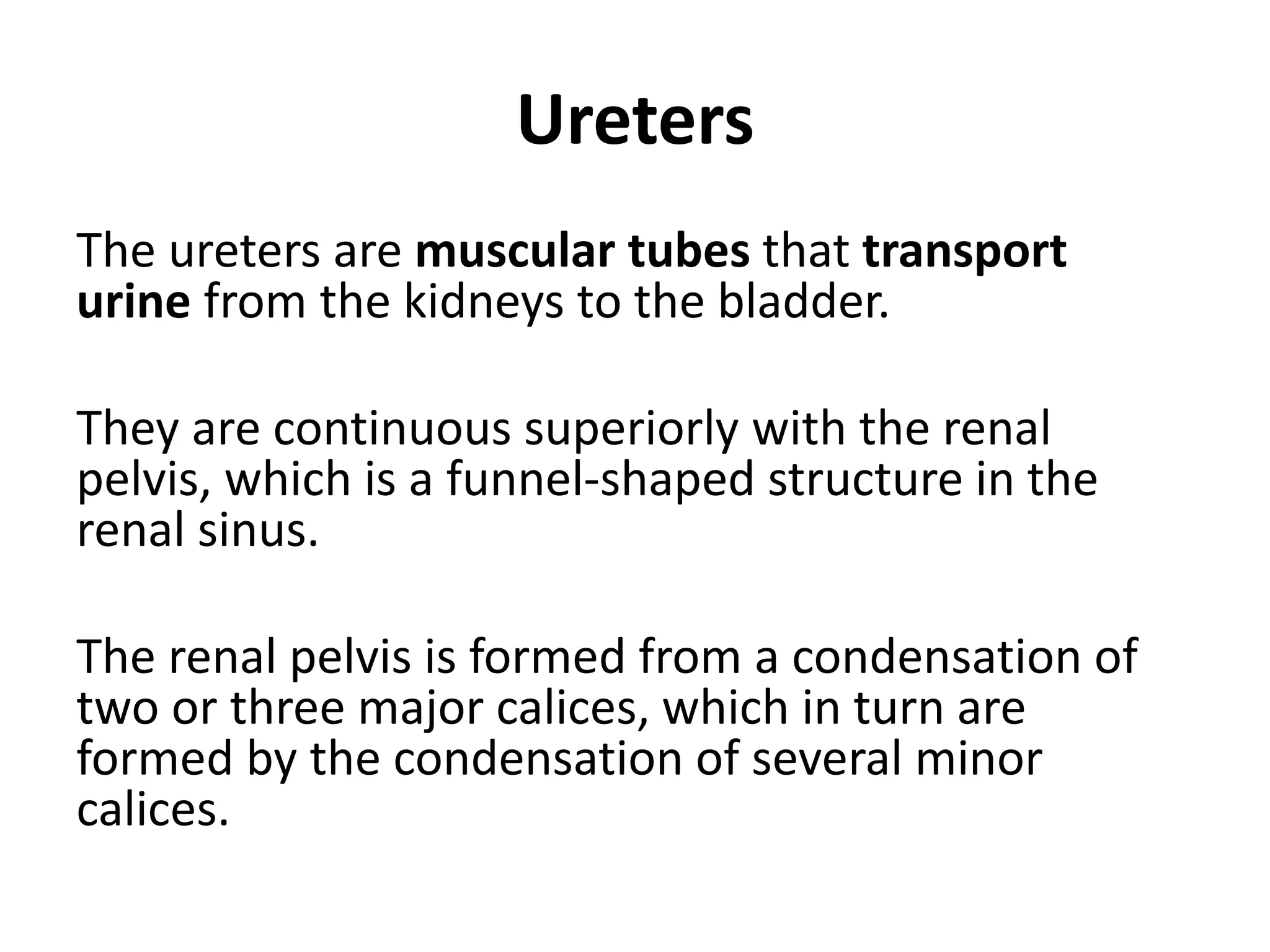 Anatomy-Urinary-System-part-I.pptx