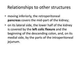 Anatomy-Urinary-System-part-I.pptx