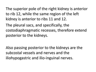 Anatomy-Urinary-System-part-I.pptx