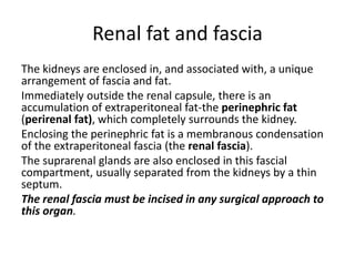Anatomy-Urinary-System-part-I.pptx