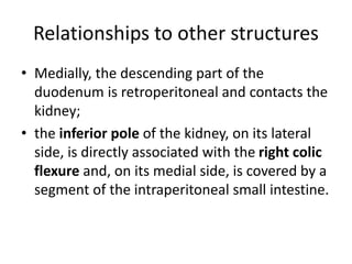 Anatomy-Urinary-System-part-I.pptx