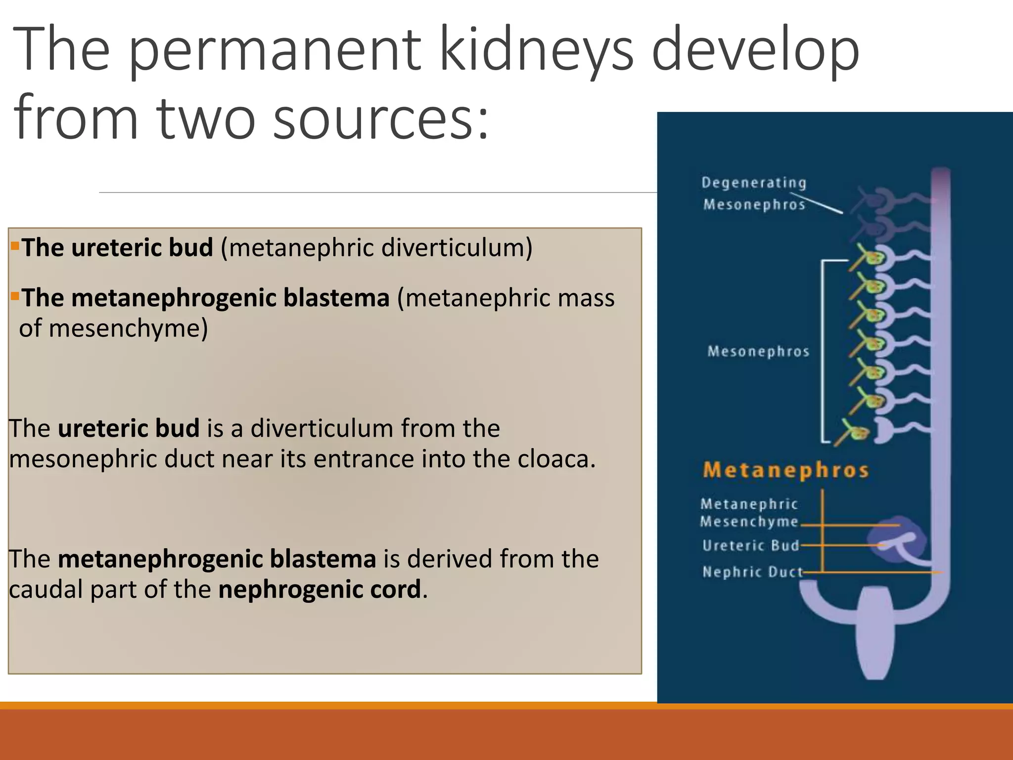 Anatomy-Urinary-System-part-III.pptx