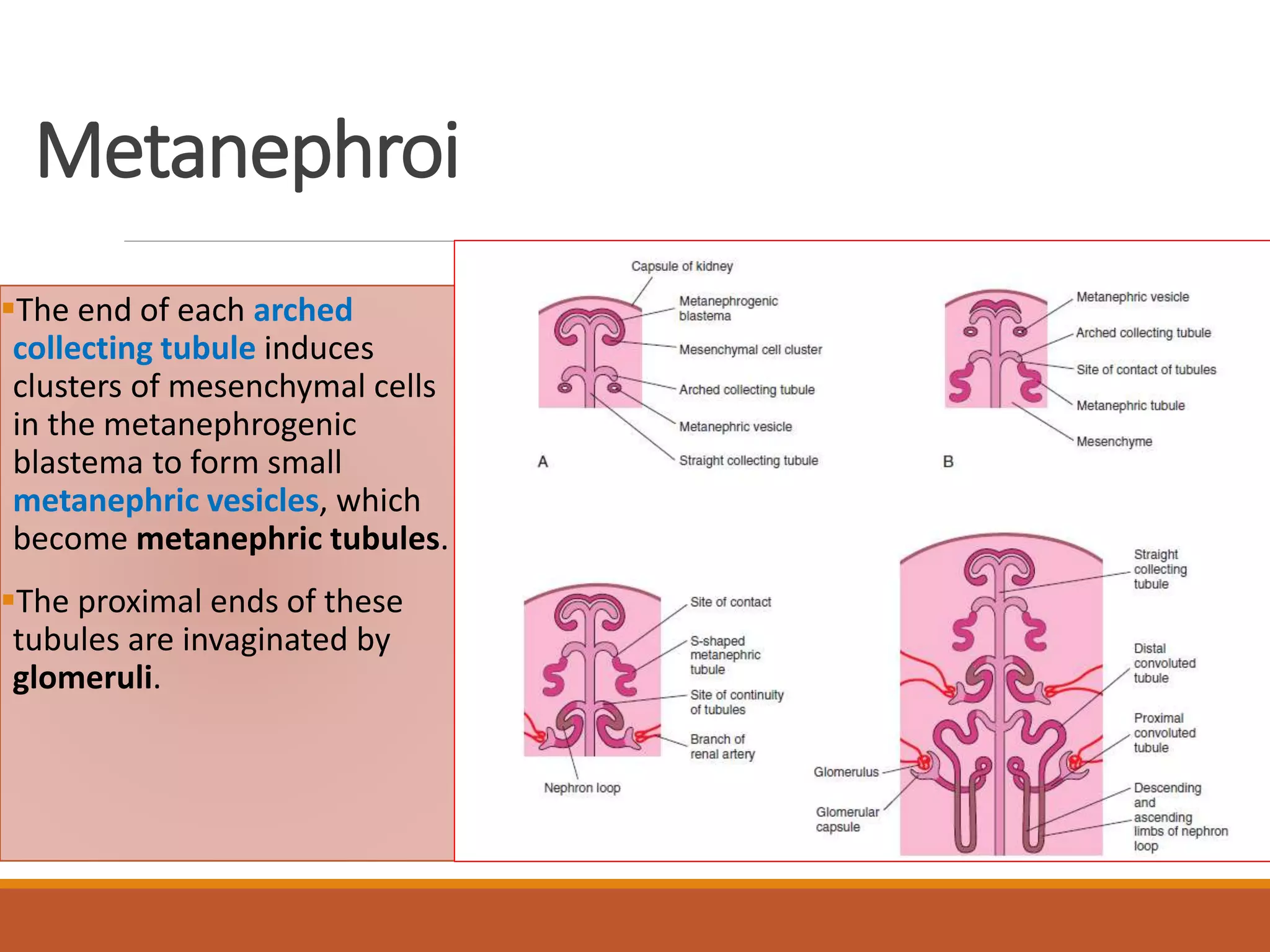 Anatomy-Urinary-System-part-III.pptx