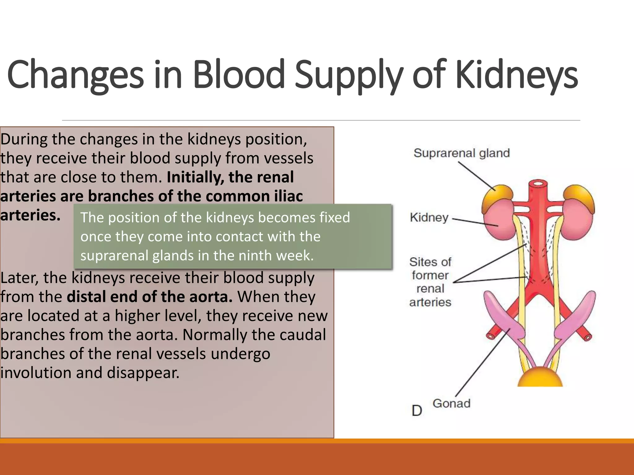 Anatomy-Urinary-System-part-III.pptx