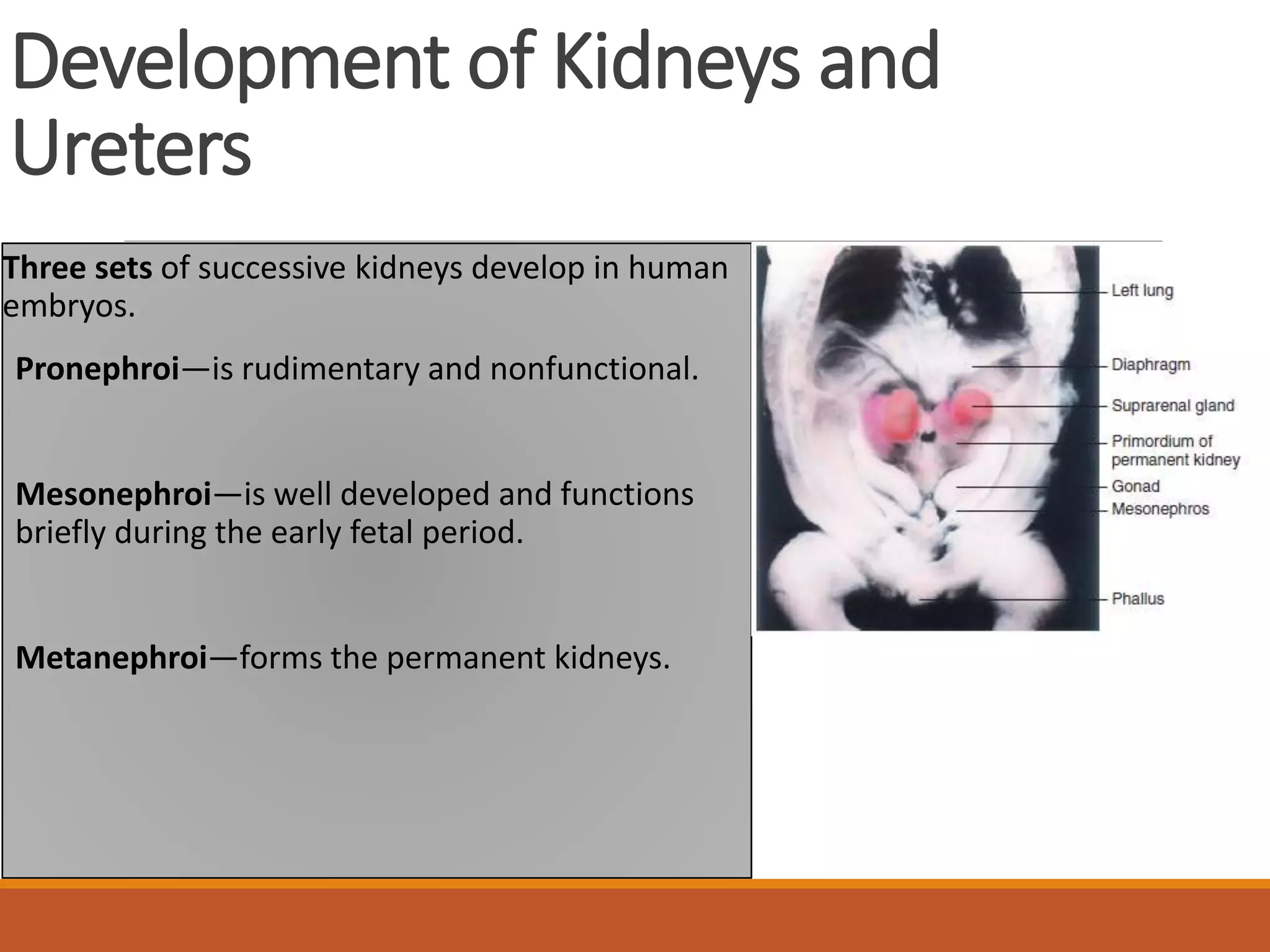 Anatomy-Urinary-System-part-III.pptx