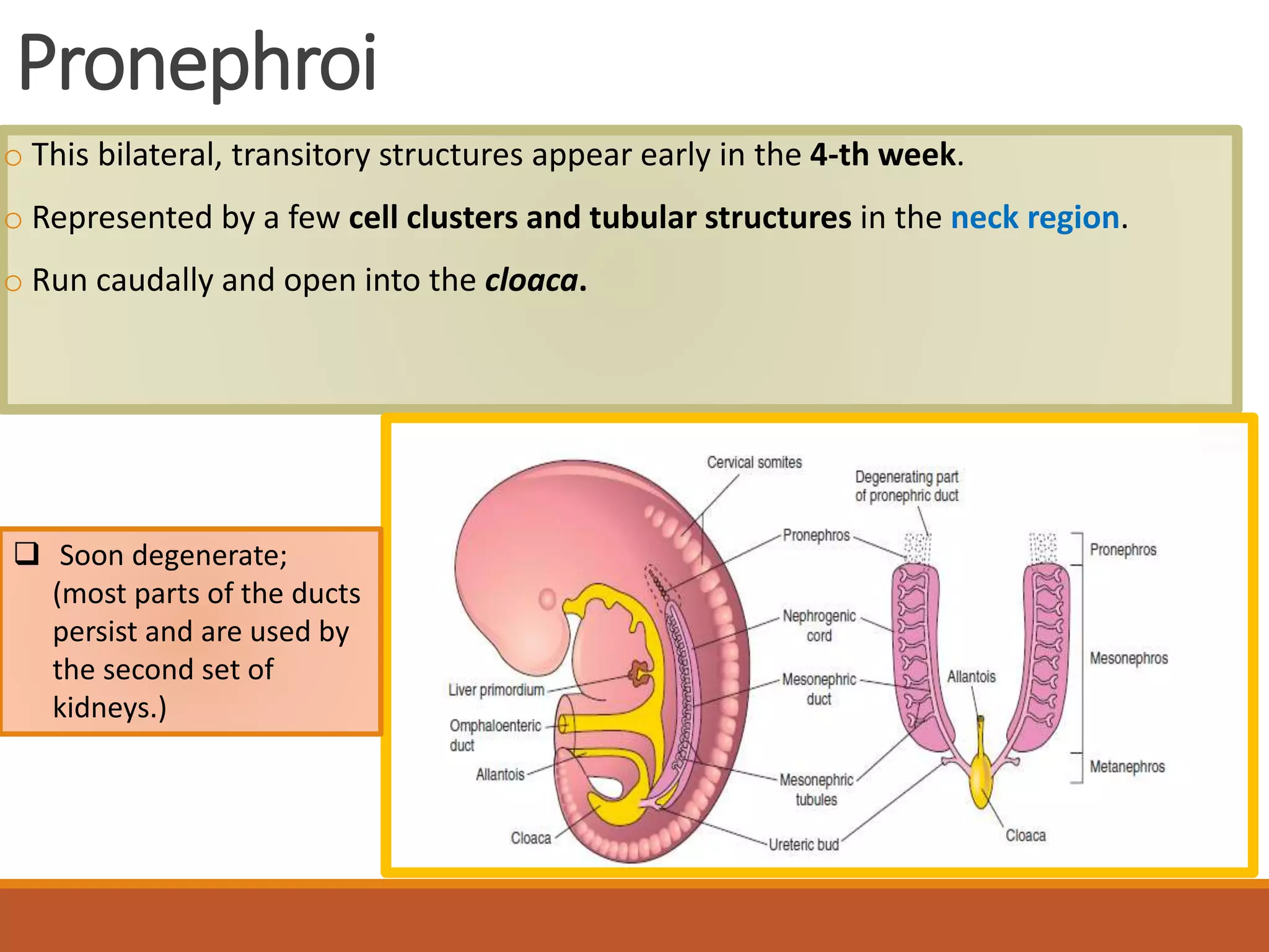 Anatomy-Urinary-System-part-III.pptx
