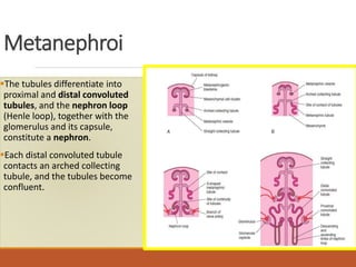 Anatomy-Urinary-System-part-III.pptx