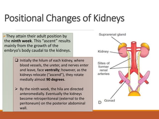 Anatomy-Urinary-System-part-III.pptx