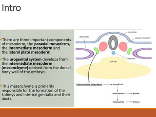 Anatomy-Urinary-System-part-III.pptx