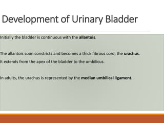 Anatomy-Urinary-System-part-III.pptx