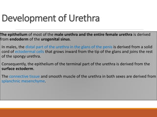 Anatomy-Urinary-System-part-III.pptx