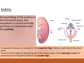 Anatomy-Urinary-System-part-III.pptx