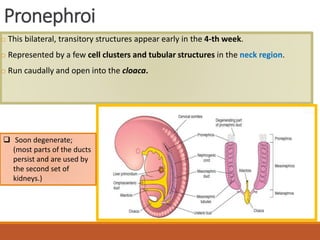 Anatomy-Urinary-System-part-III.pptx